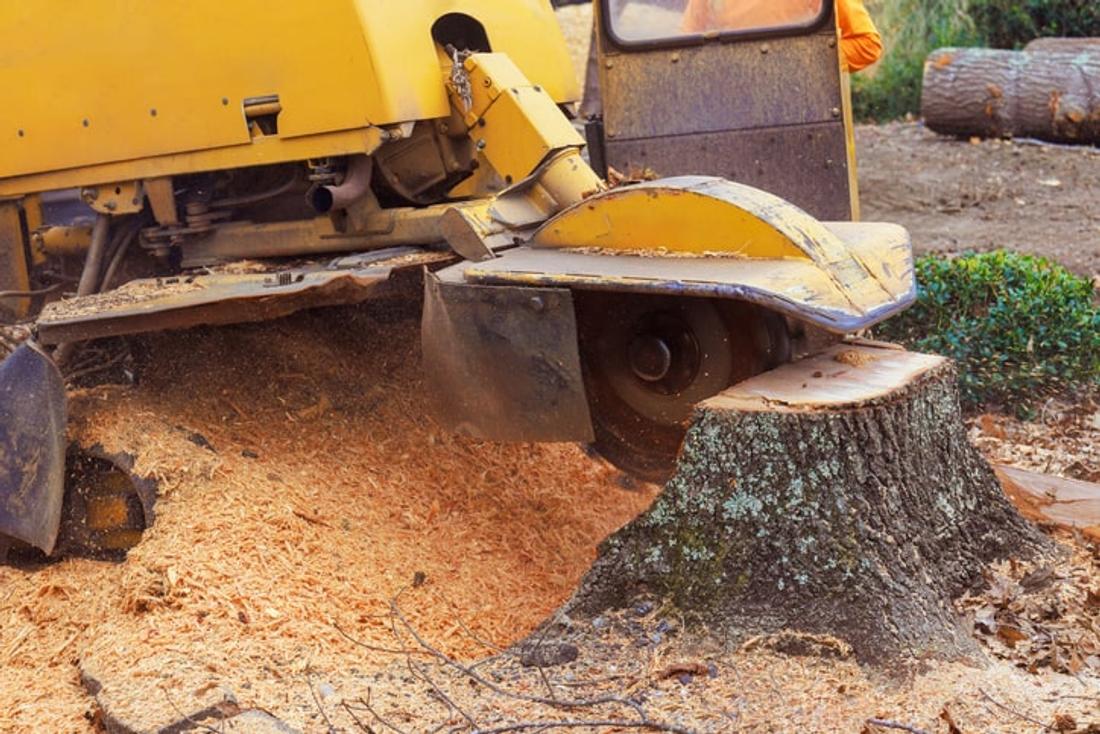 How to remove a tree stump? - hipages