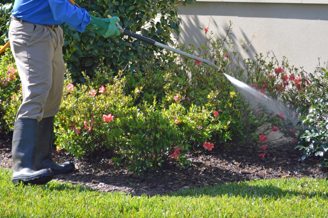 Garden pests - How to spot and control