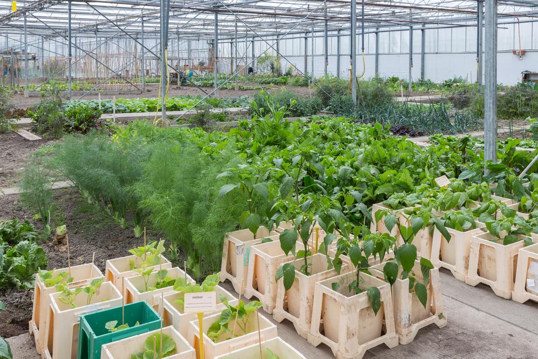 The easiest fruit and vegetables to grow by season