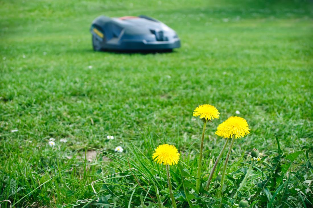 A guide to the smart garden