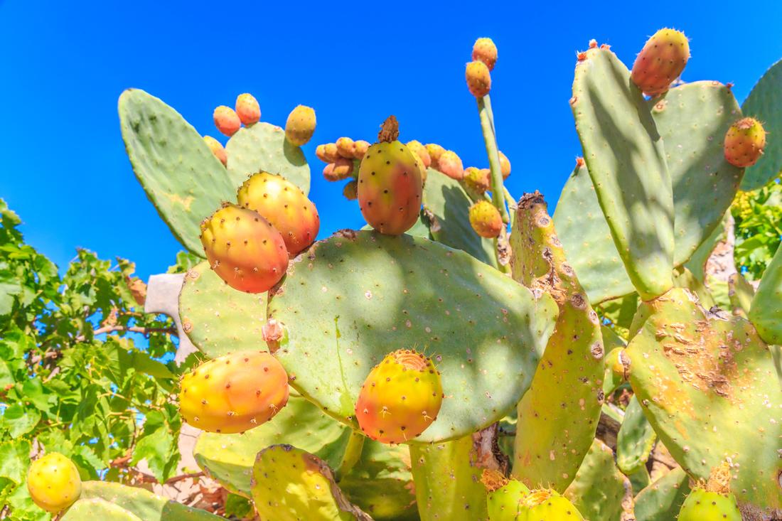 Grow a cactus and succulent garden