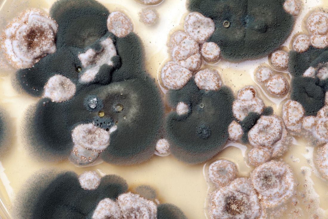 Tips to prevent and get rid of household mould