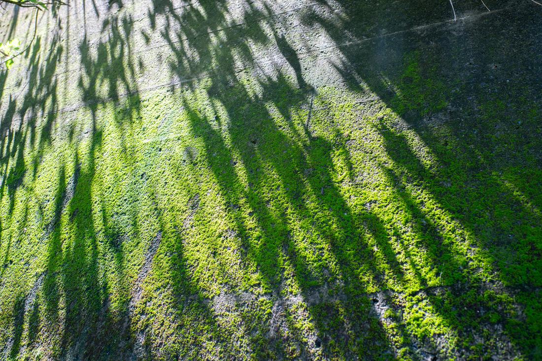 Controlling moss in the winter garden and lawn