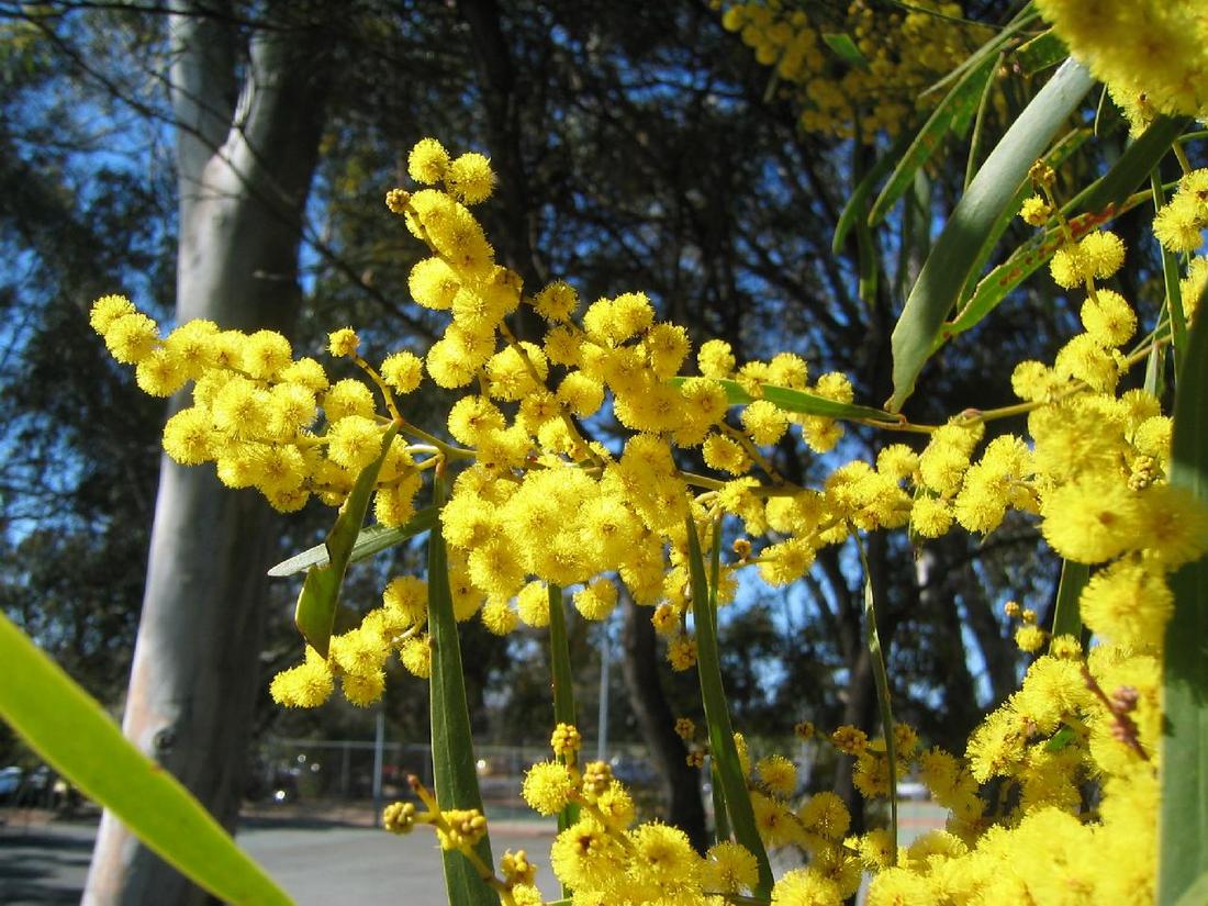 Attracting bees with native flowers