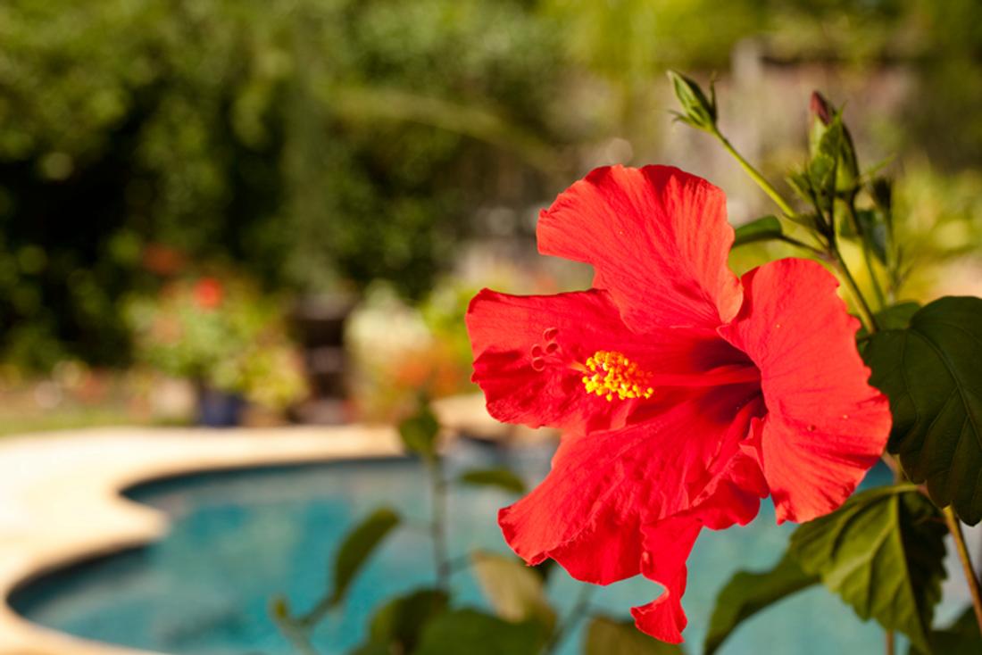 How to design a pool landscape