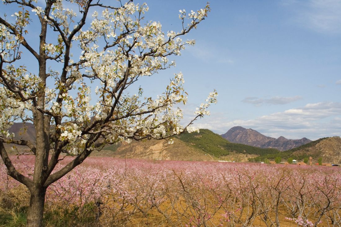 The best trees for autumn colours