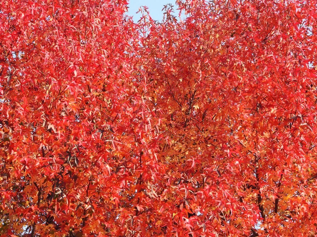 The best trees for autumn colours