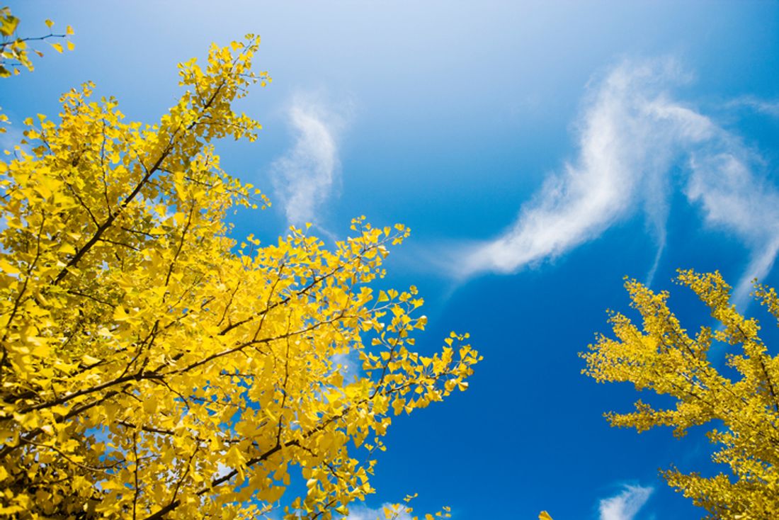 The best trees for autumn colours