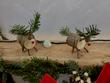 Ways of Disposing Your Christmas Tree - hipages