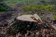 How to remove a tree stump? - hipages