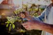 Growing fruit trees at home