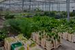 The easiest fruit and vegetables to grow by season