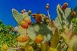 Grow a cactus and succulent garden