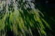 Controlling moss in the winter garden and lawn