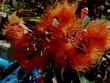 Attracting bees with native flowers