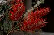 Native Australian plants for winter