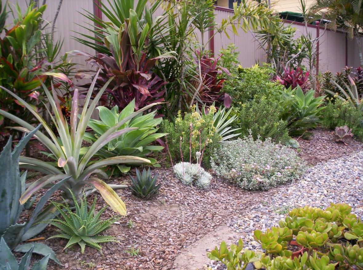 Build a healing garden with Australian native plants