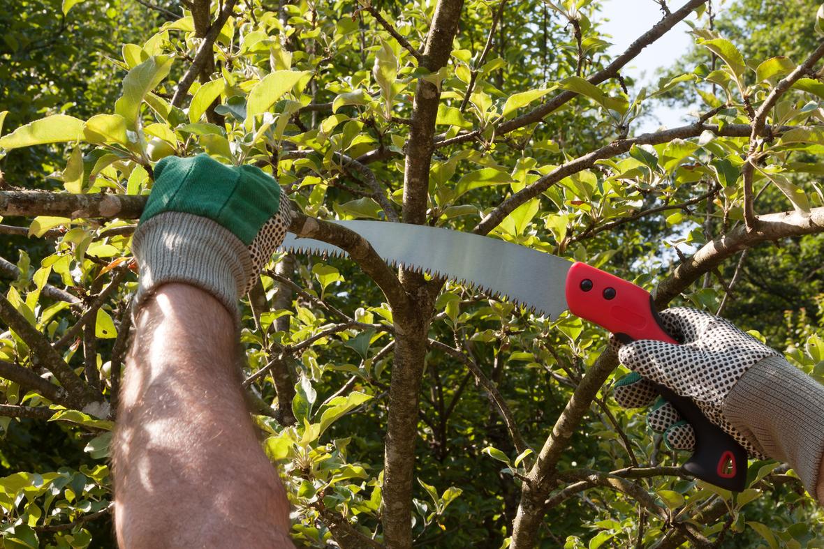When To Prune Fruit Trees - Local Guide