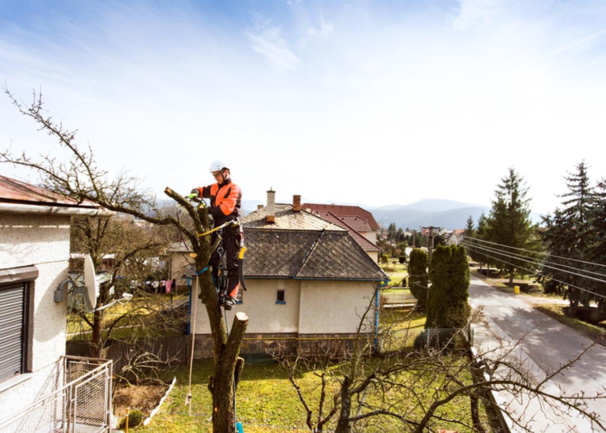 How Much Does A Tree Surgeon Cost 2023 