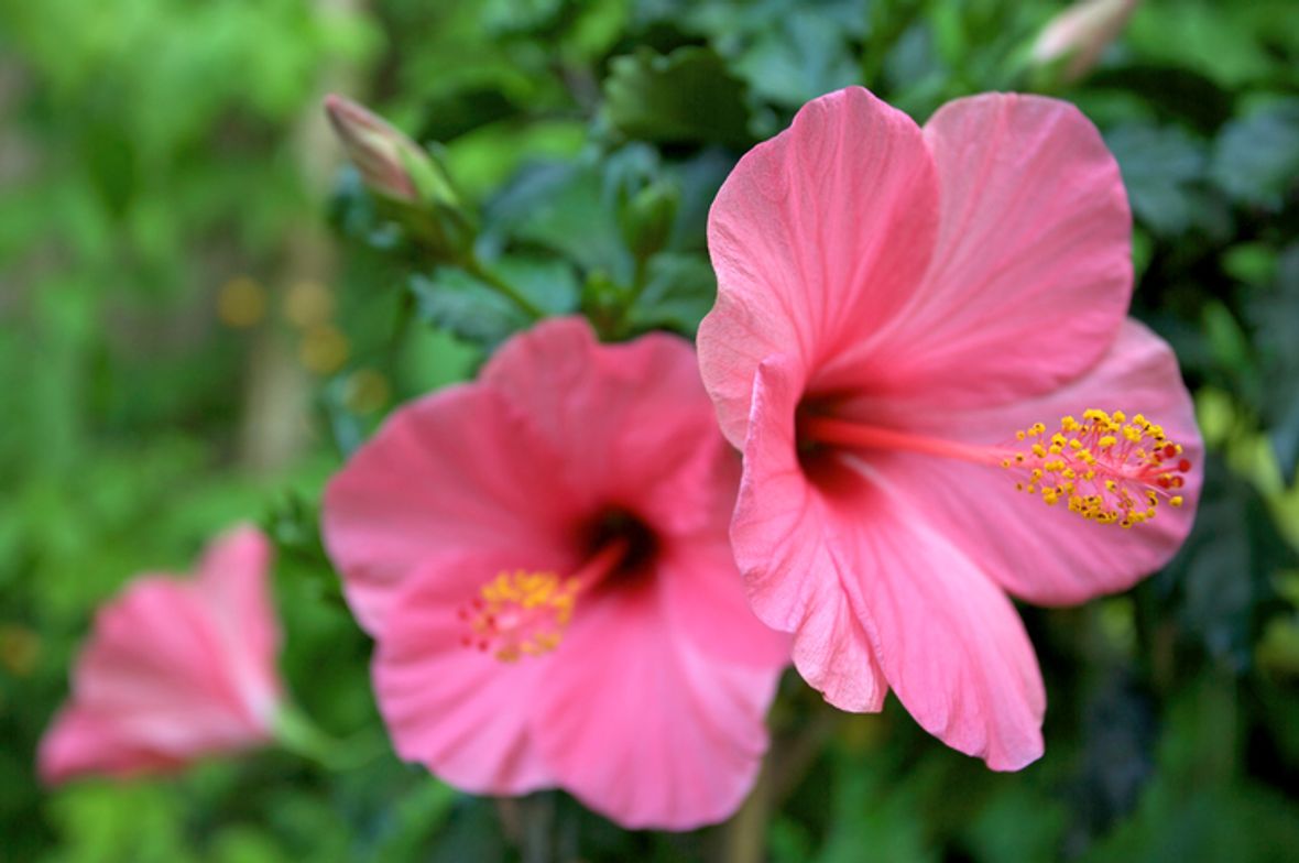 Gardening tips: 9 best Autumn flowers