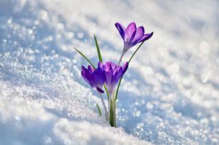 5 Maintenance tips for your winter garden
