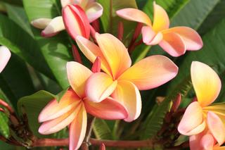 10 Plants That Will Flourish on Balconies