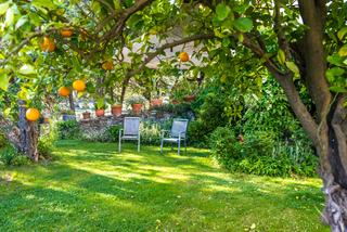 The best fruit, herbs and vegetables to grow on your balcony