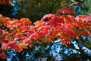 The best trees for autumn colours