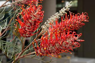 Native Australian plants for winter