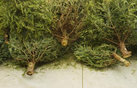 Ways of Disposing Your Christmas Tree - hipages