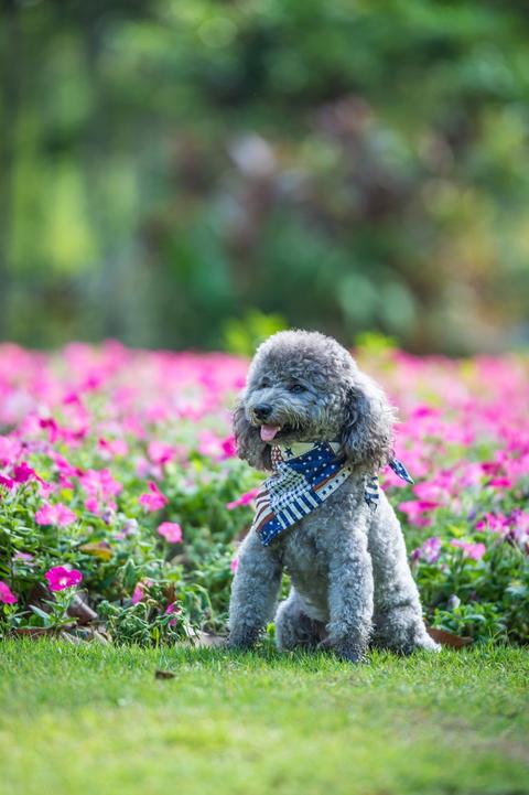 How to Dog Proof Your Garden