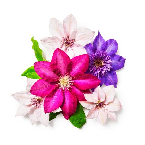 The best plants for large gardens