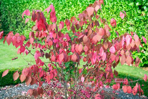 The best trees for autumn colours