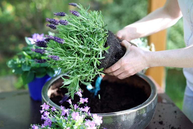 10 Plants That Will Flourish on Balconies