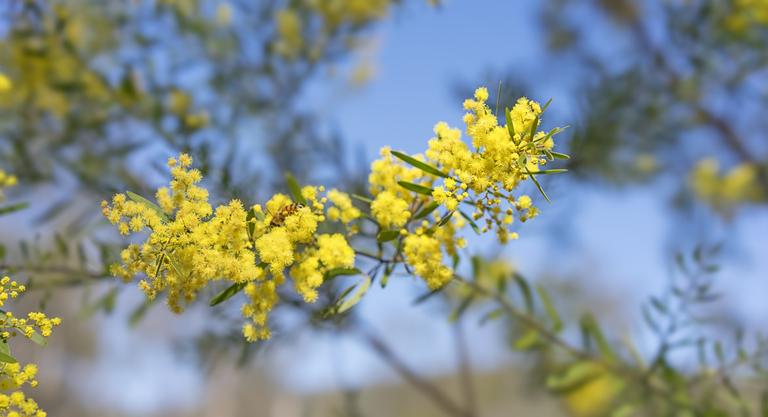 5 fast growing trees to use for shade