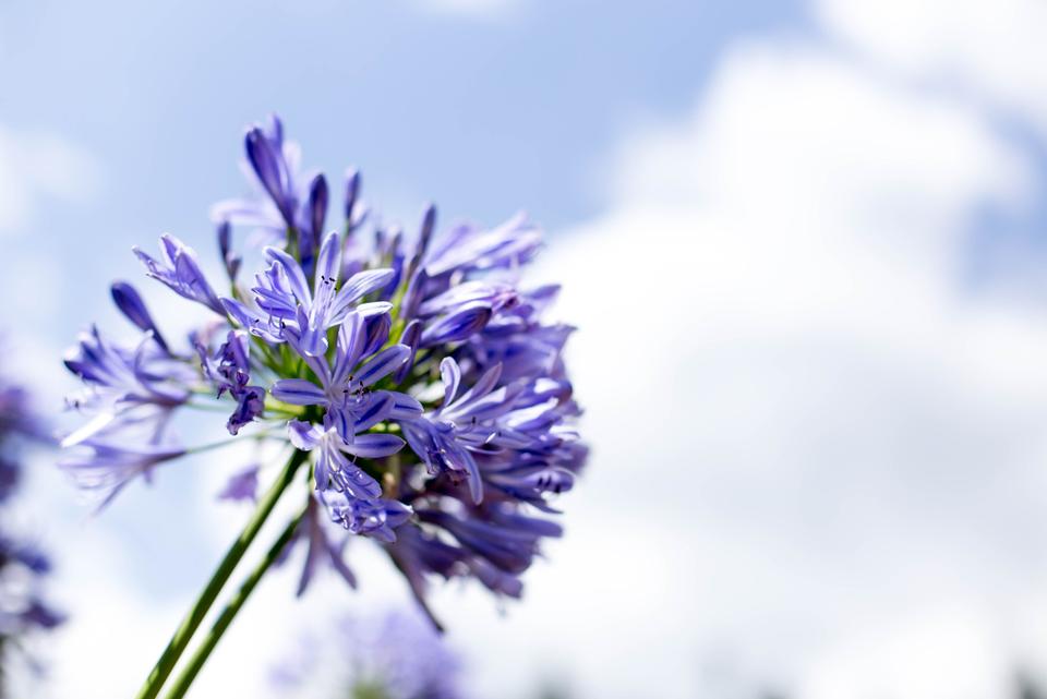 10 Plants That Will Flourish on Balconies