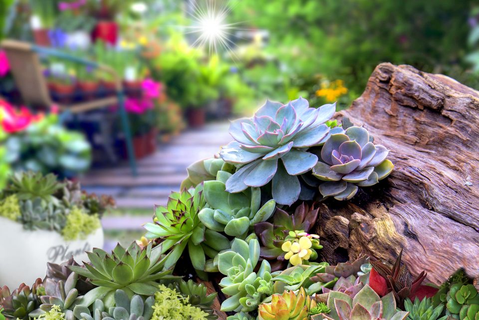 8 garden themes to consider for your home