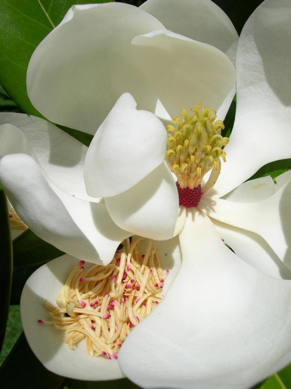 How to use plants for security