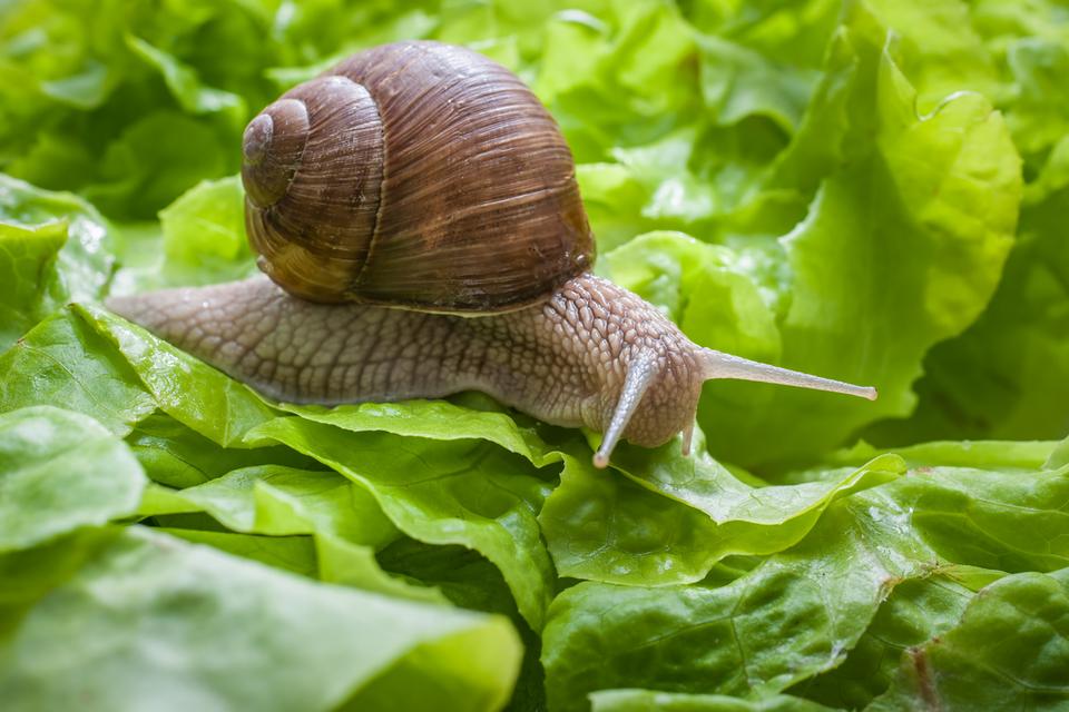 Common Garden Pests - How To Prevent Them
