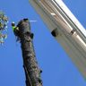 All Scale Tree Services - Mittagong NSW 2575