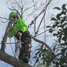 All Scale Tree Services - Mittagong NSW 2575